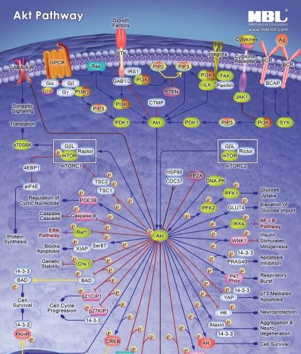 AKT Pathway