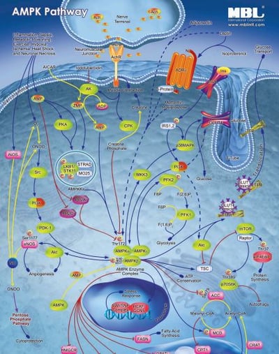 AMPK Pathway