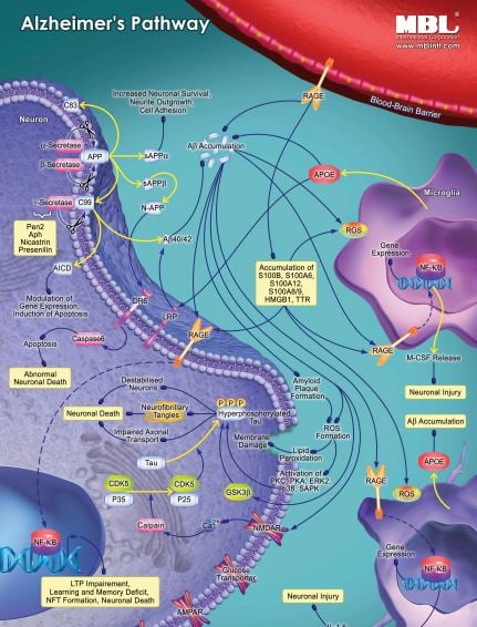 Alzheimer's Pathway