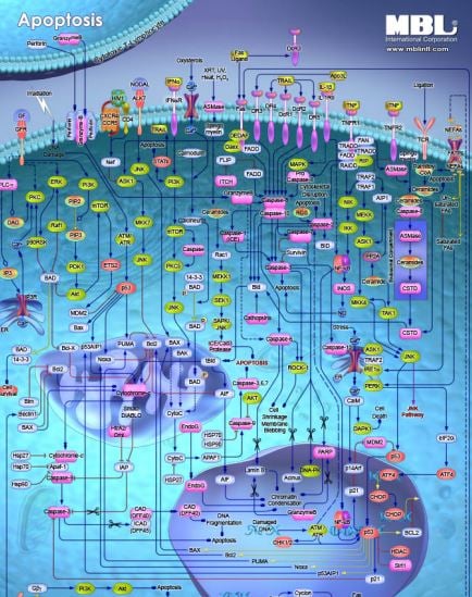Apoptosis Pathway