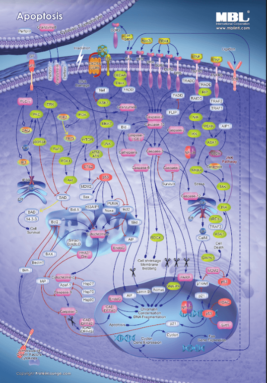 Apoptosis Pathway