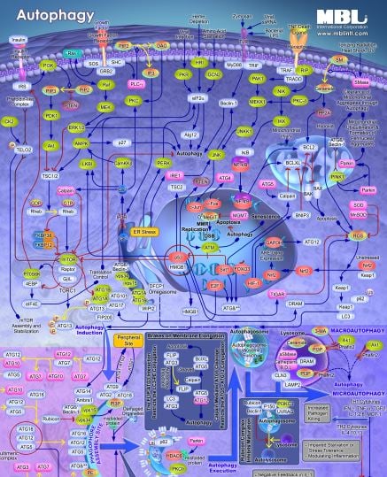 Autophagy Pathway