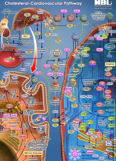 Cholesterol-Cardiovascular Pathway