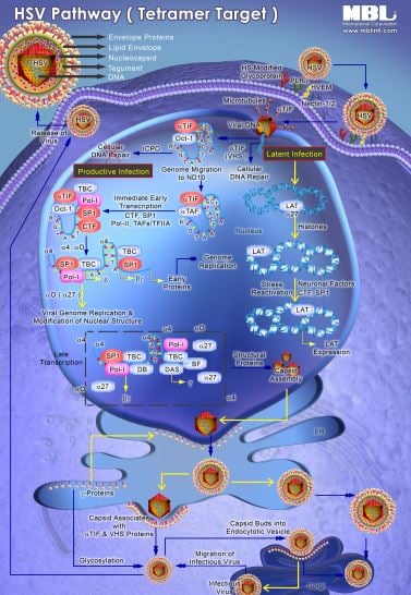 HSV Pathway