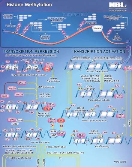 Histone Methylation Pathway