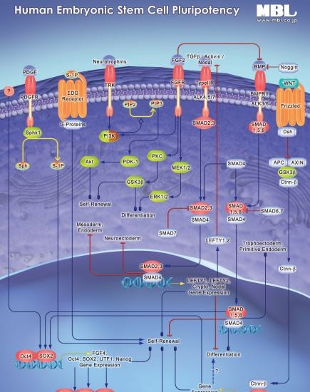 Human Embryo Pathway