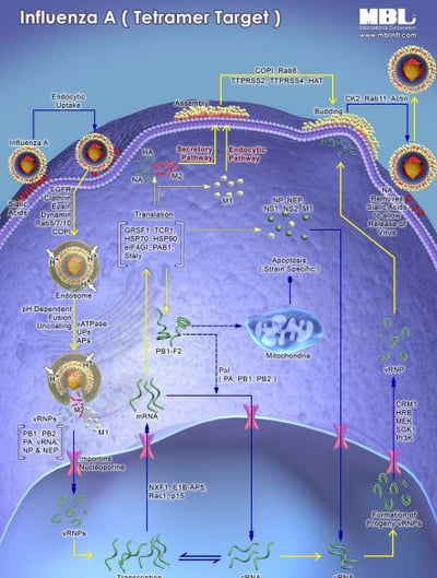 Influenza A Pathway