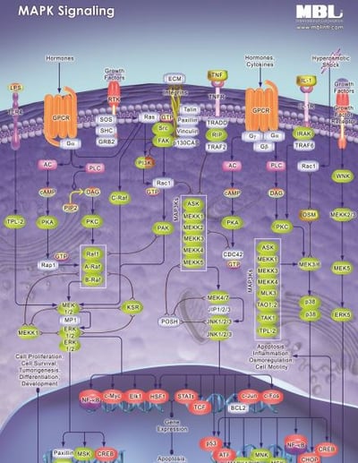 MAPK Signaling