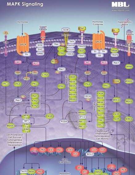 MAPK Signaling
