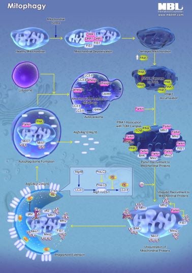 Mitophagy Pathway