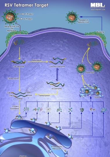 RSV Pathway