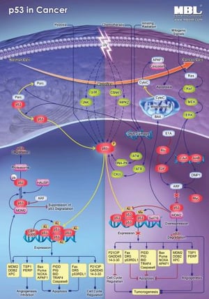 p53 in Cancer Pathway