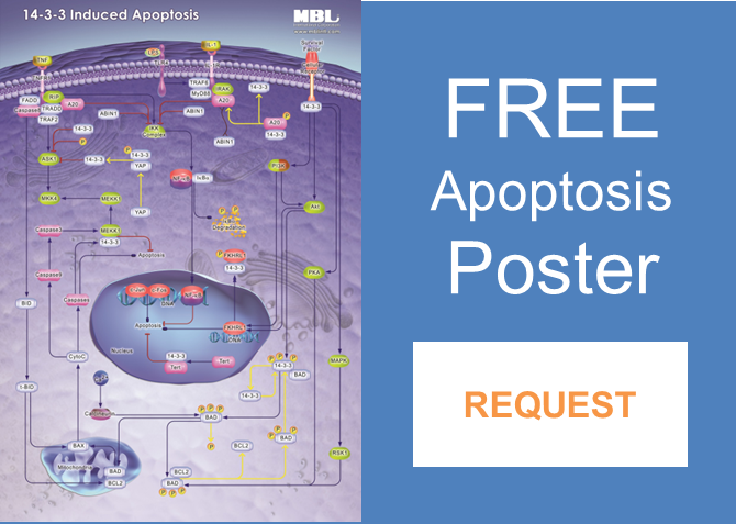 Apoptosis Pathway